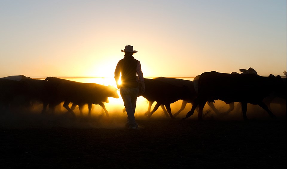 Horse History Series #5 Droving and Overlanding © – Living Equine