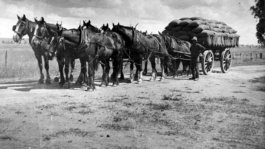 Horse History Series #14 Heavy Working Horses © – Living Equine